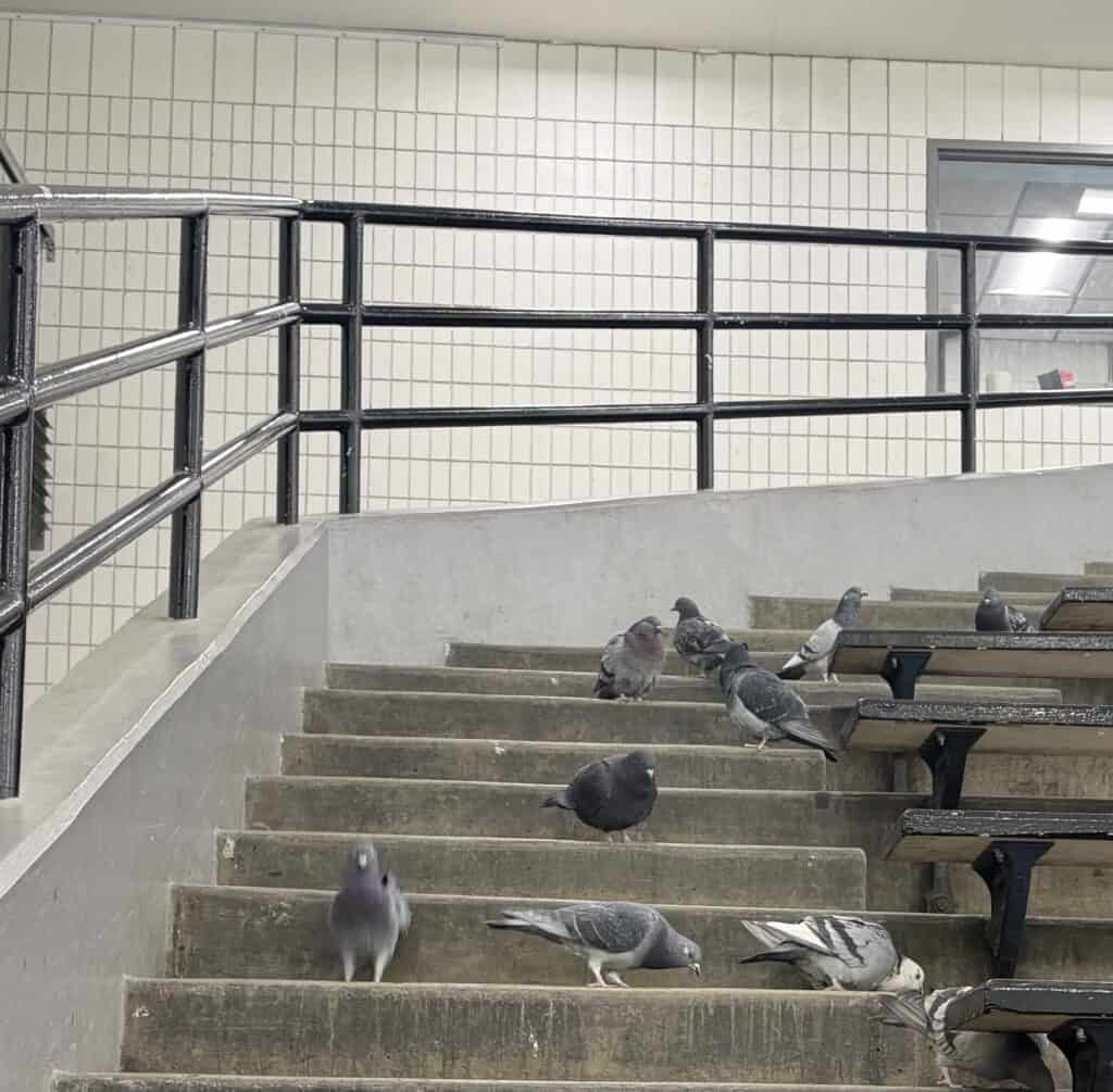 Wasilla, West wing way to wins during CIC doubleheader Saturday ...